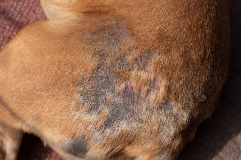 Pug Skin Problems: 8 Reasons Why Your Pet Feels Irritated