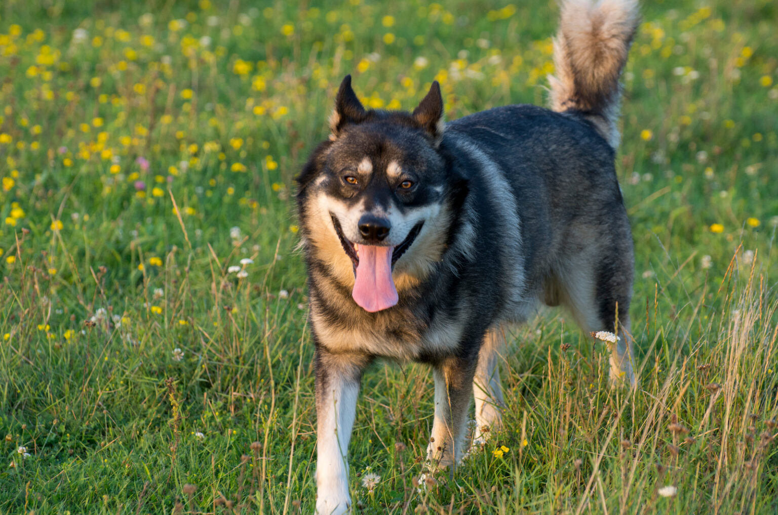 23 German Shepherd Mixes That Will Melt Your Heart