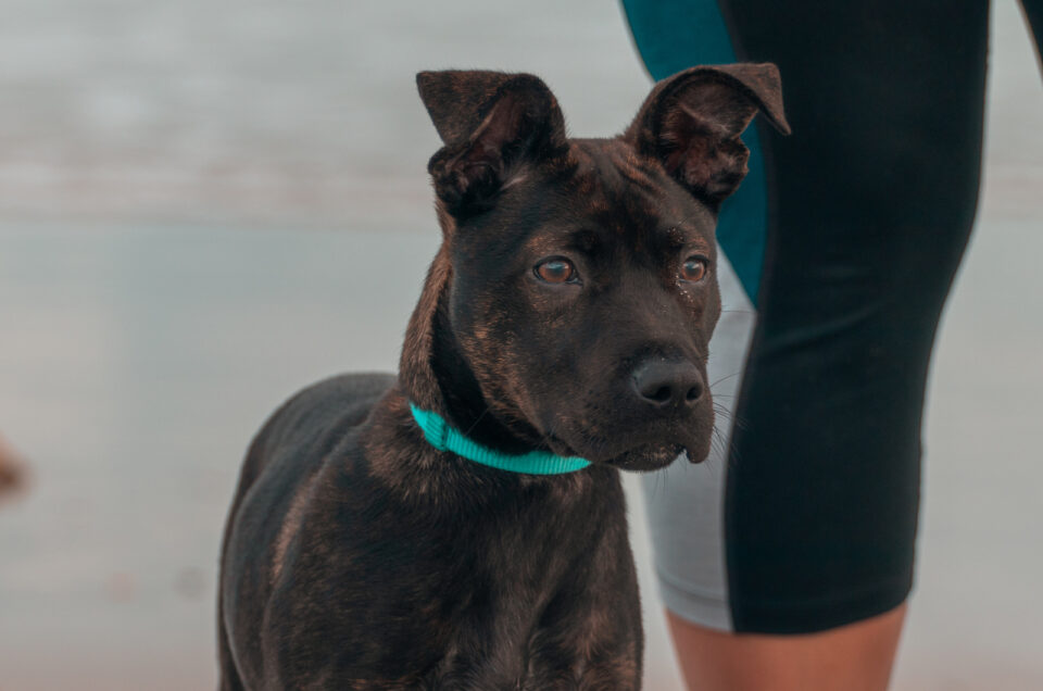 23 German Shepherd Mixes That Will Melt Your Heart