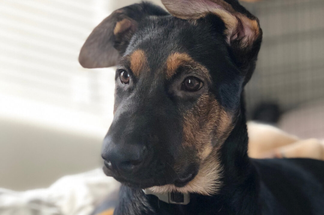 23 German Shepherd Mixes That Will Melt Your Heart