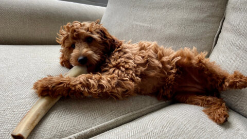 Goldendoodle Feeding Chart: The Golden Feeding Guide