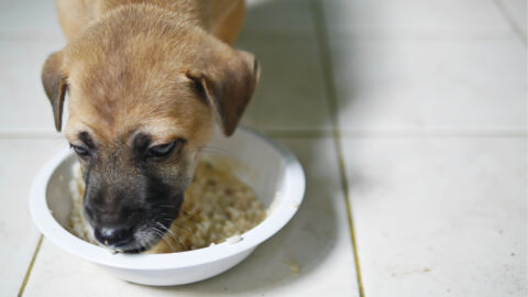 How To Make Puppy Mush + 3 Recipe Ideas To Make It Yummier