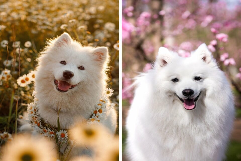 Japanese Spitz Vs. Samoyed - Which Is The Best Dog For You?