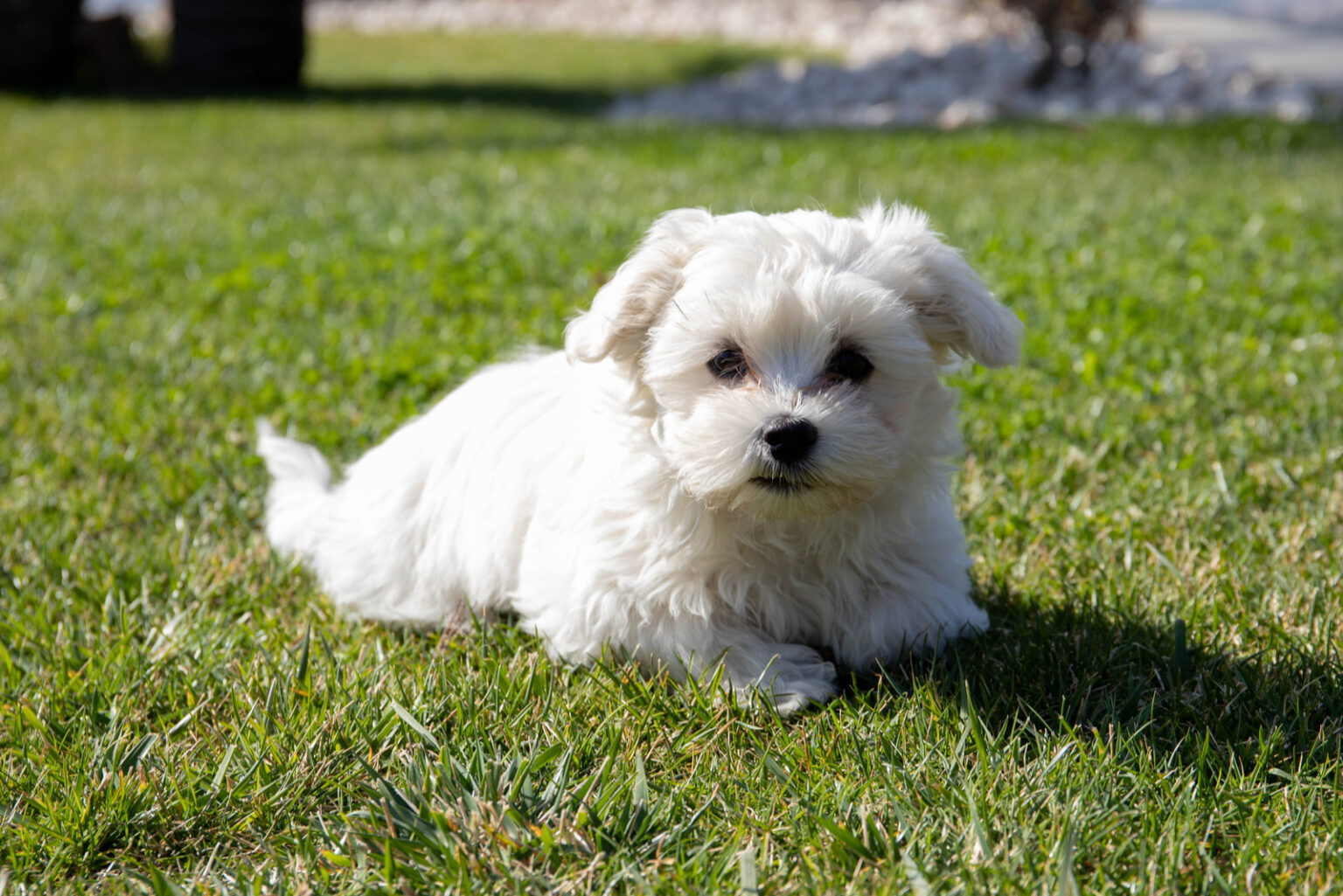 Maltese Breeders In Ontario: Best 5 Choices