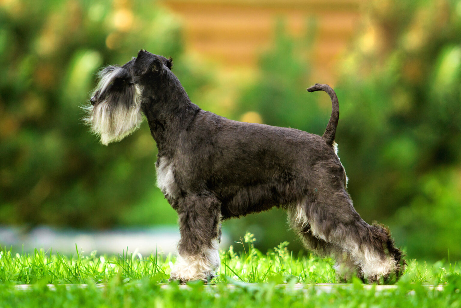 Standard Schnauzer Breeders: Top 5 Options