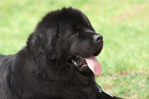 8 Most Reputable Newfoundland Breeders In The UK