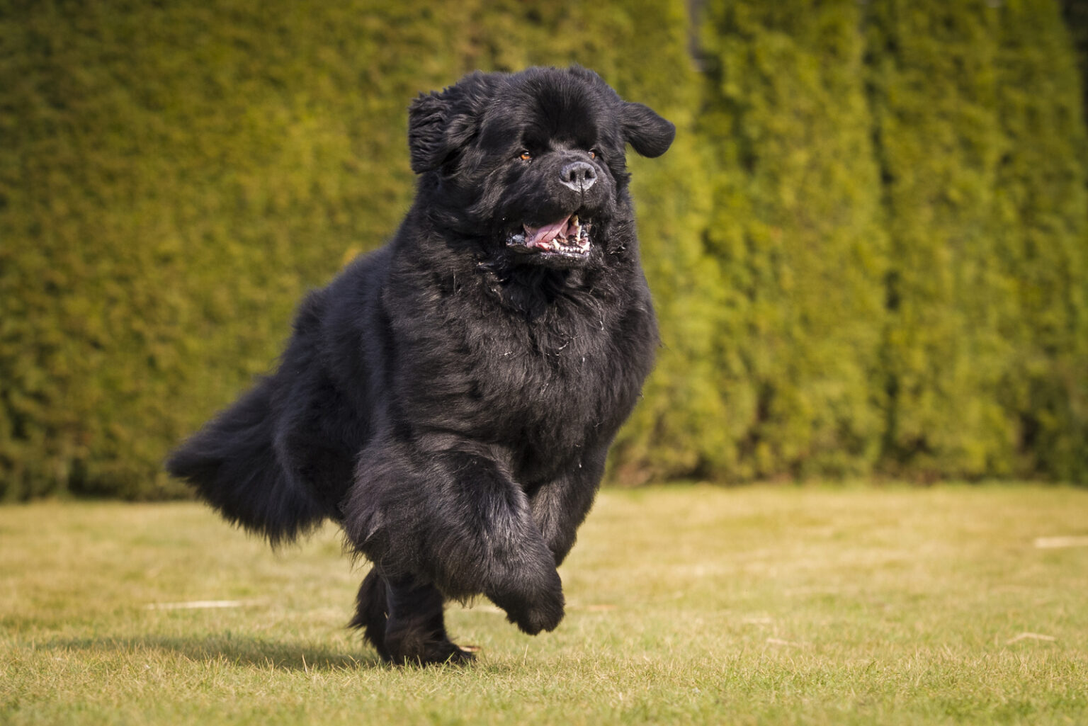 8 Most Reputable Newfoundland Breeders In The UK