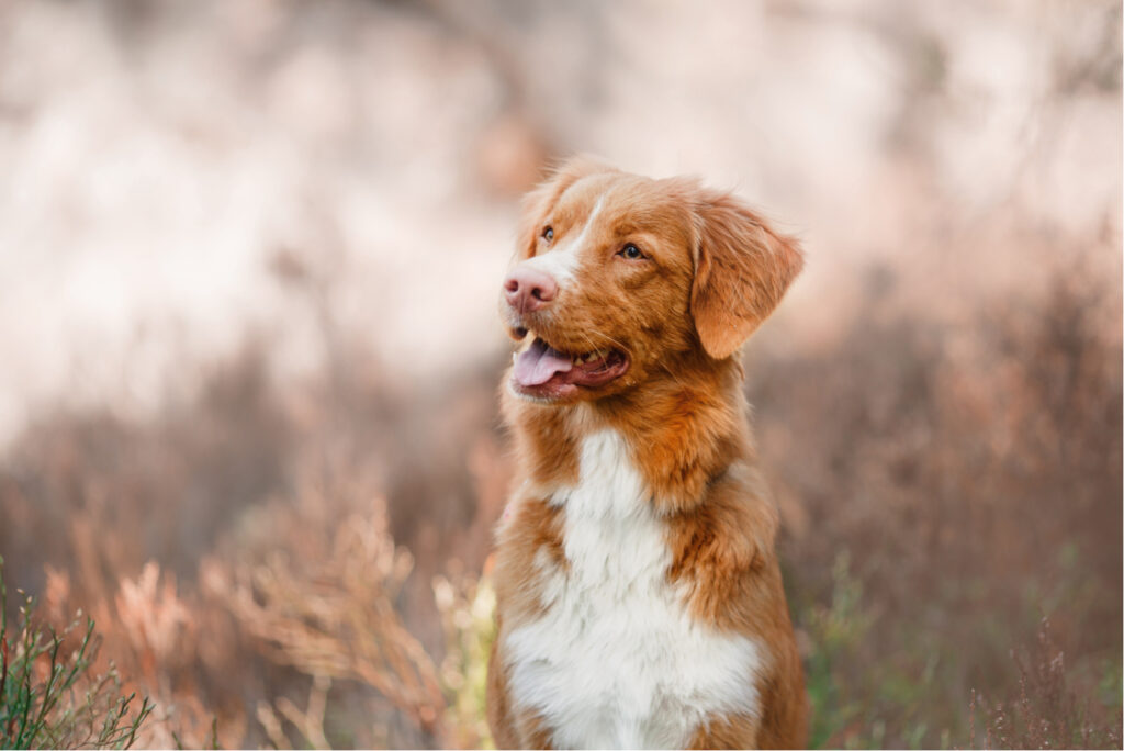 Top 6 Nova Scotia Duck Tolling Retriever Breeders In USA and Canada