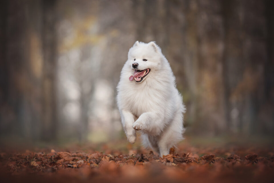 Top 8 Samoyed Breeders In Ontario: Choose Your Sammy