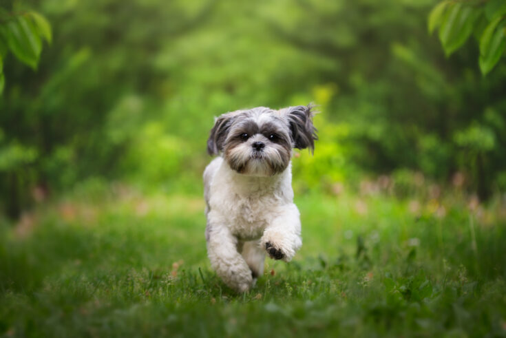 Shih Tzu Growth Chart: How Big Will My Shih Tzu Be?