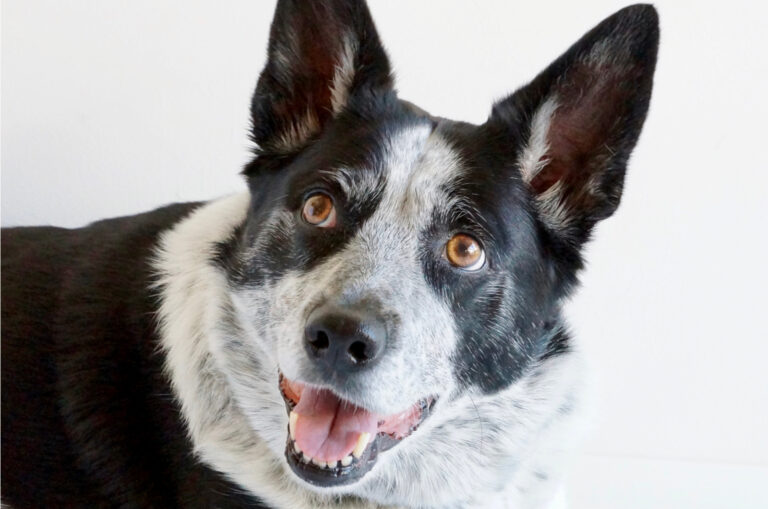 23 German Shepherd Mixes That Will Melt Your Heart