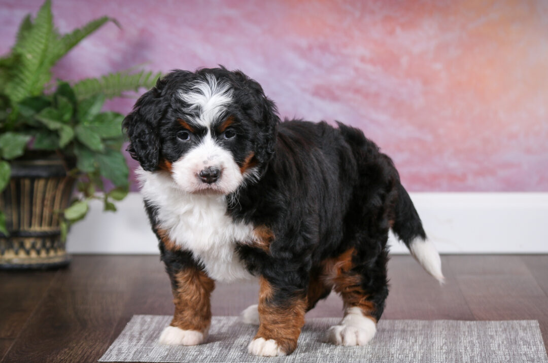 Best Dog Breeders In Pennsylvania: Top 17 Choices