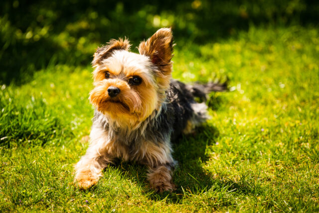 The Top 5 Yorkie Breeders In Ontario