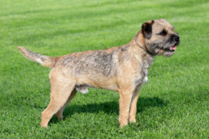 Border Terrier Breeders: Top 6 Breeders In USA And Canada