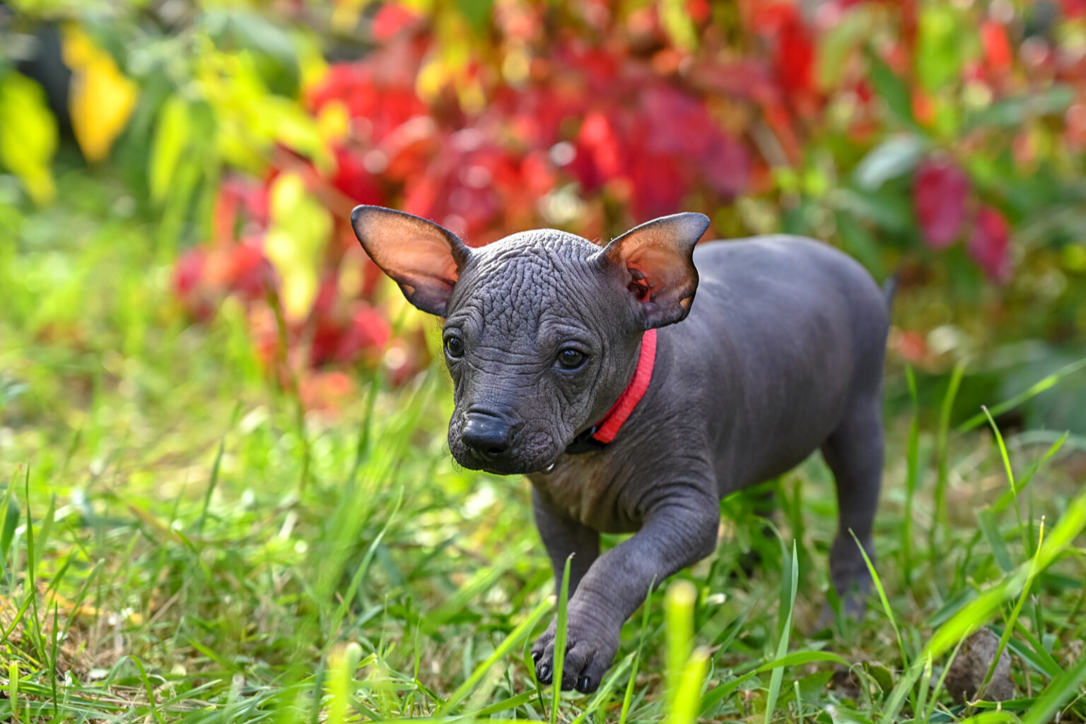 4 Xoloitzcuintli Breeders: Find The Best Unique Pet