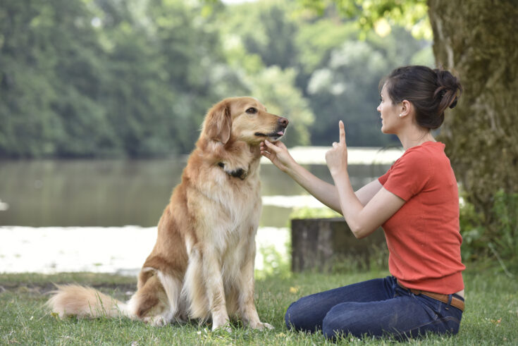 How To Show Dominance To A Dog? 17 Steps To An Alpha Leader