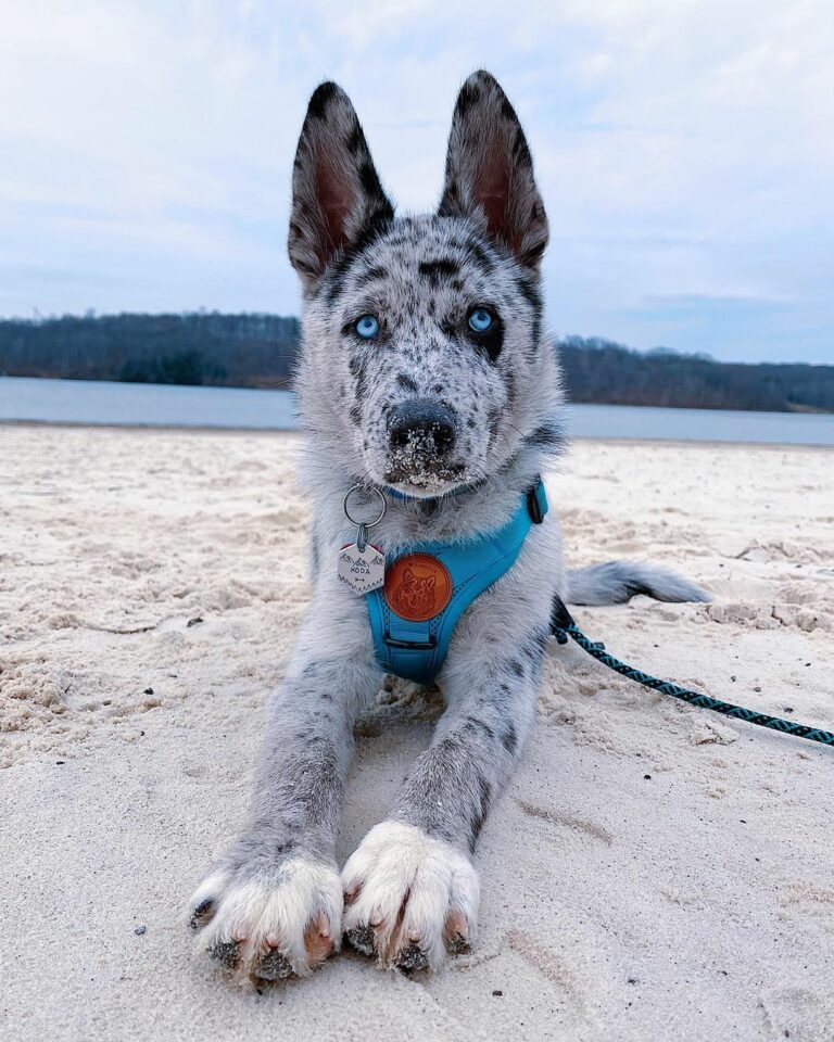 23 Australian Shepherd Mixes: Meet Cute Aussie Dog Breeds
