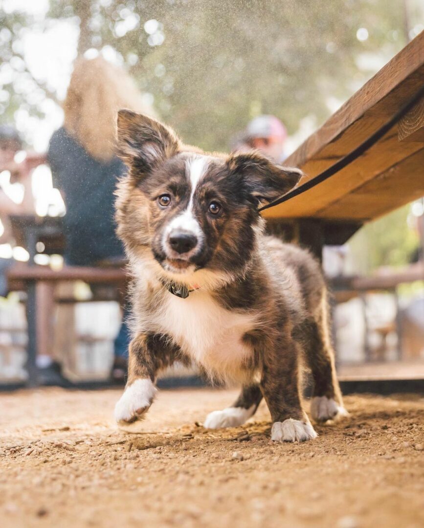 23 Australian Shepherd Mixes: Meet Cute Aussie Dog Breeds