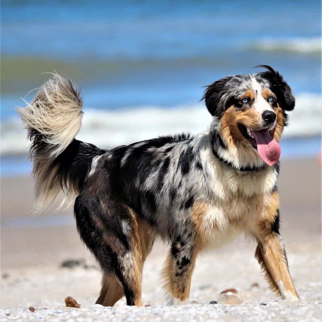 How Big Will A Rottweiler Australian Shepherd Mix Get