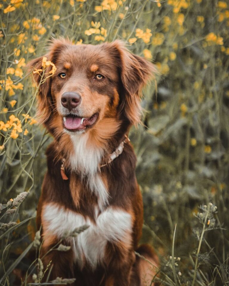23 Australian Shepherd Mixes: Meet Cute Aussie Dog Breeds