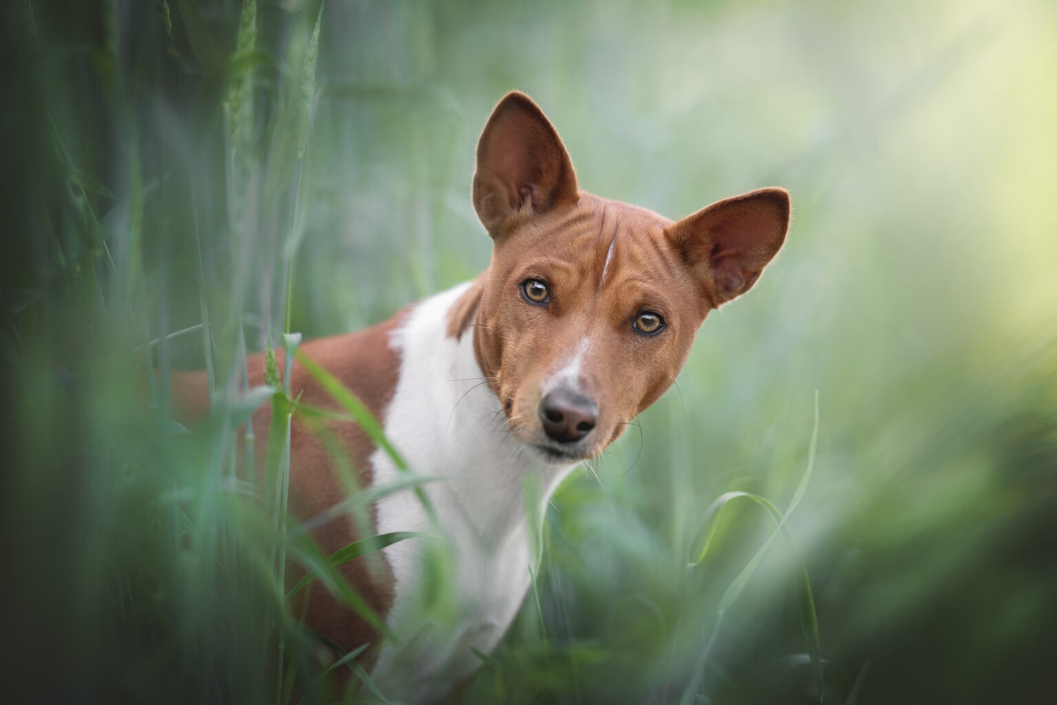 Top 12 Basenji Breeders In The U.S.