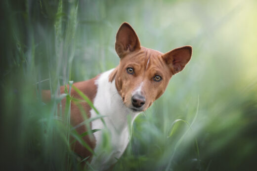 Top 12 Basenji Breeders In The U.S.