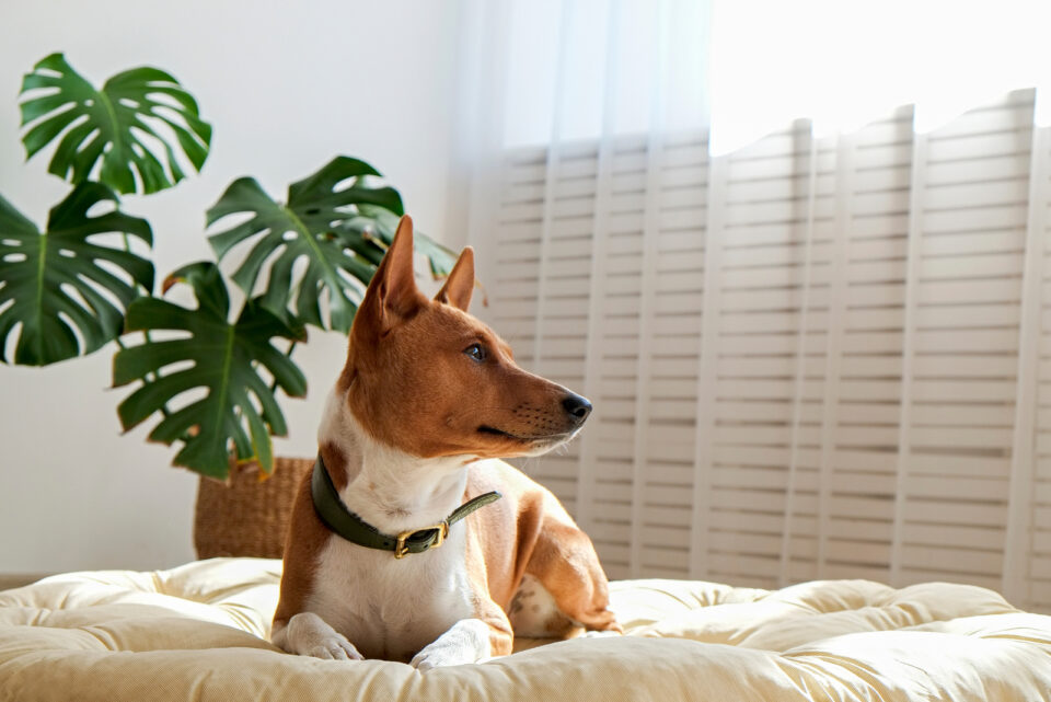 Top 12 Basenji Breeders In The U.S.
