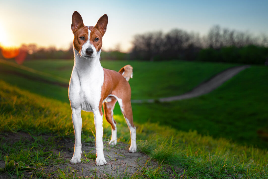 Top 12 Basenji Breeders In The U.S.