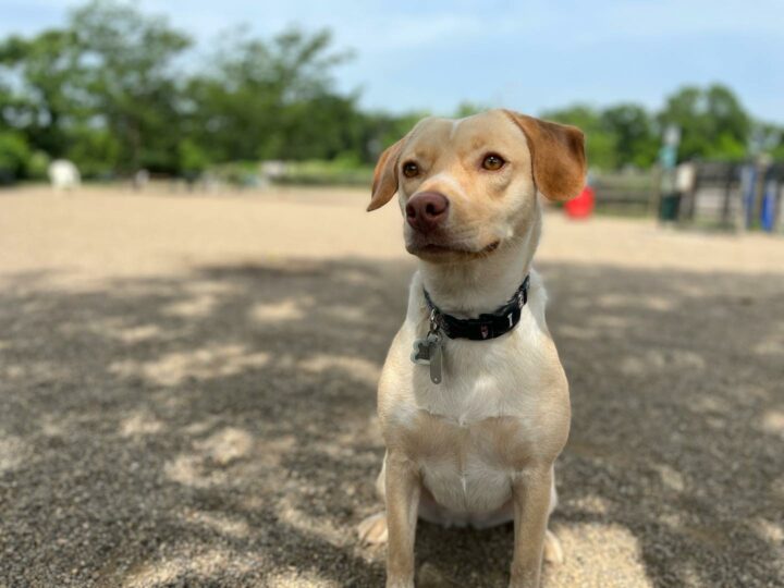 Labrador Mixes: A Guide To 26 Different Lab Mix Breeds
