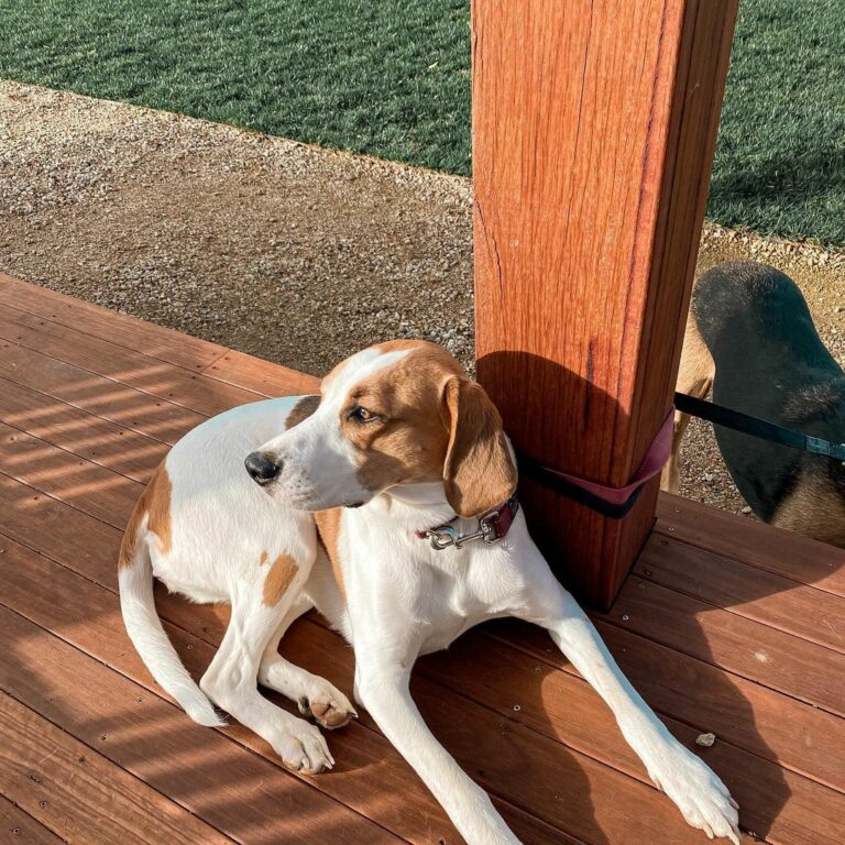 Top 8 Adorable Bloodhound Mixes: Choose Your Bloodhound Mixed Breed