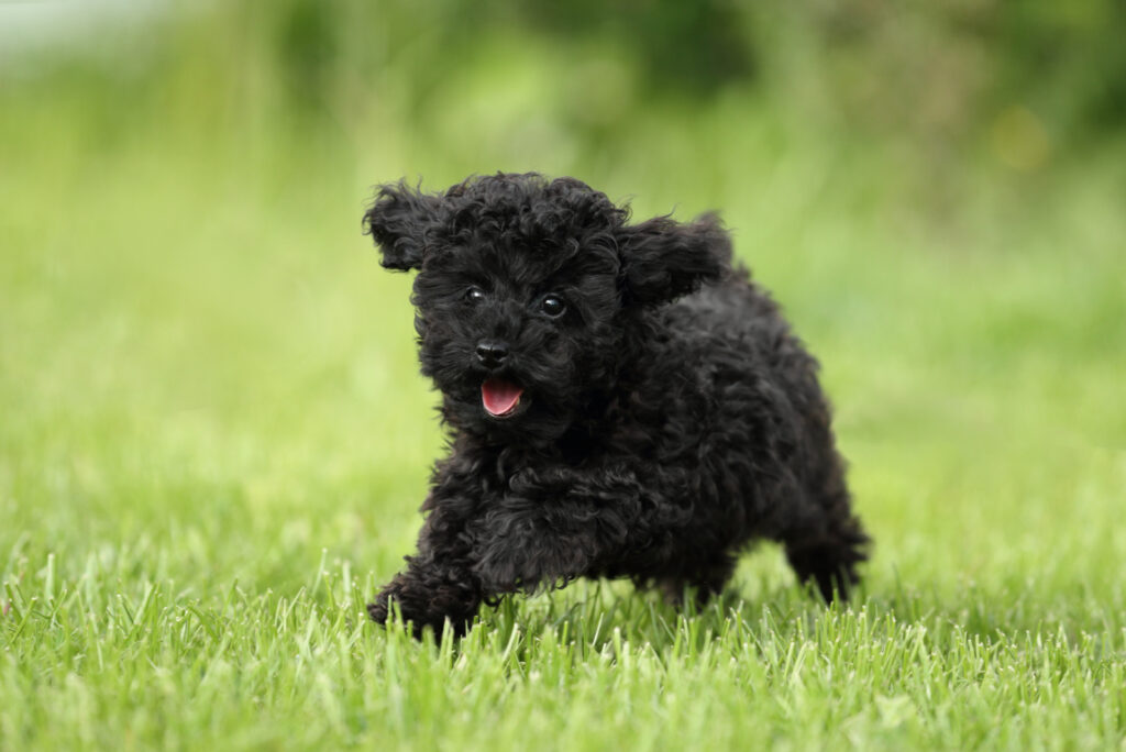 8 Best Miniature Poodle Breeders In Ontario