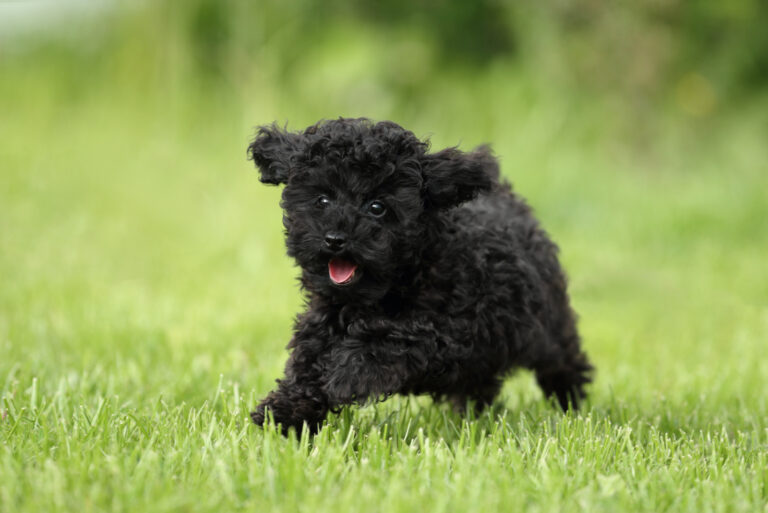 8 Best Miniature Poodle Breeders In Ontario
