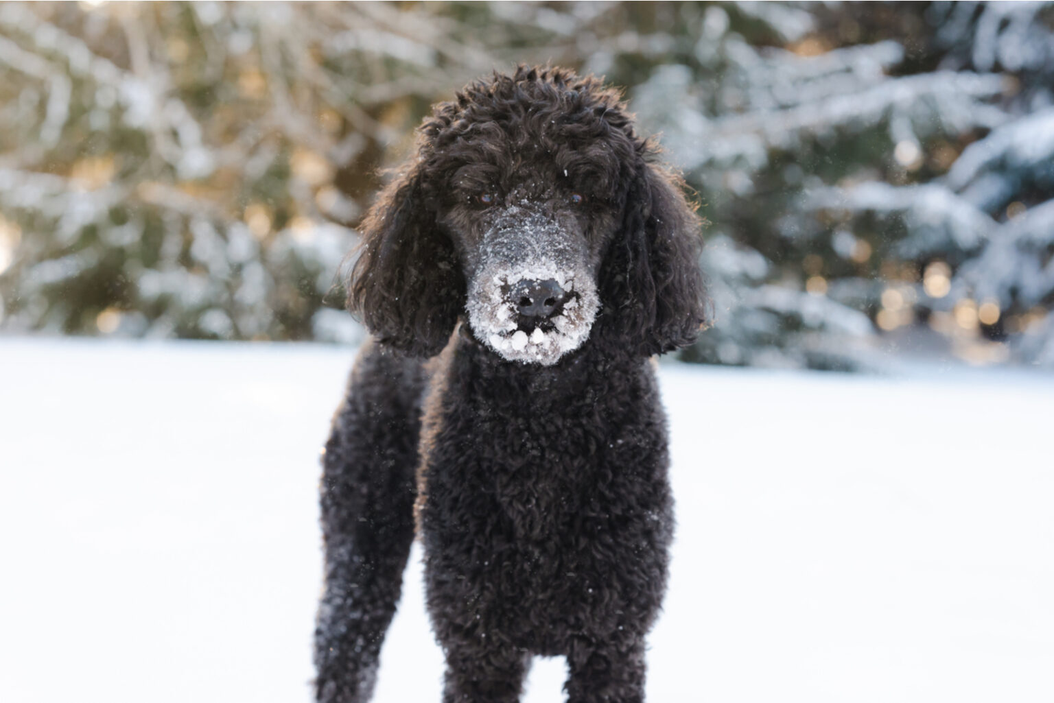 Top 9 Standard Poodle Breeders In Ontario