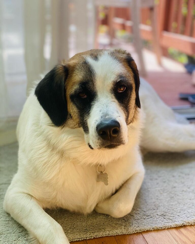 Meet 23 Saint Bernard Mixes: A List Of Heavenly Good Boys