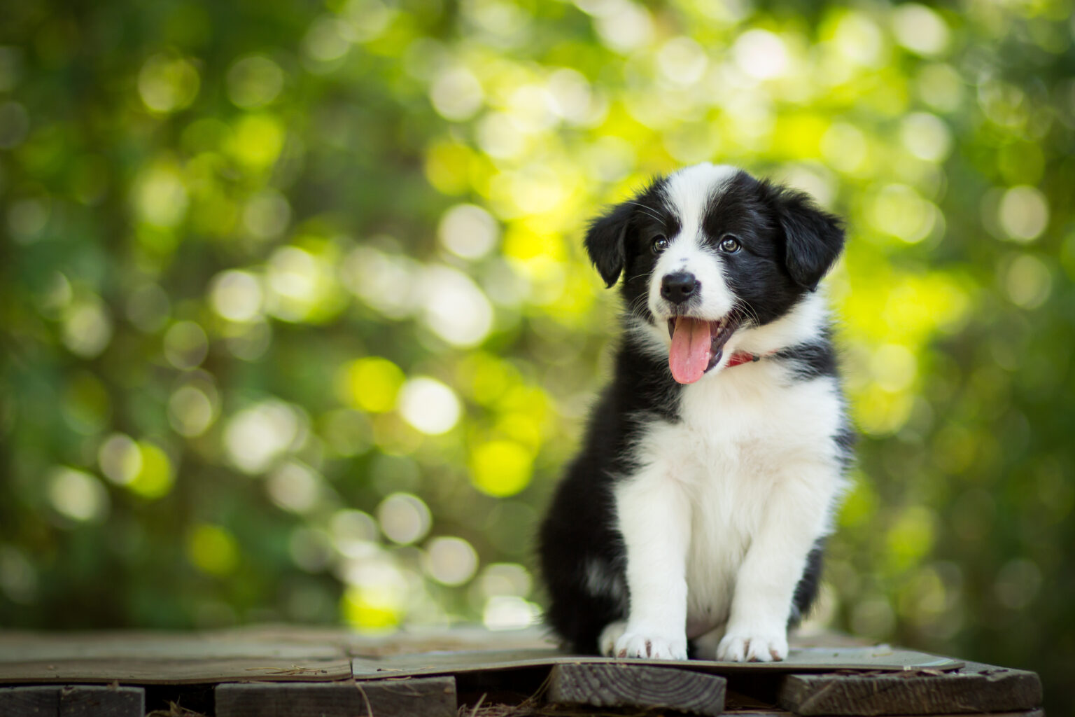 The 3 Best Border Collie Breeders In The UK