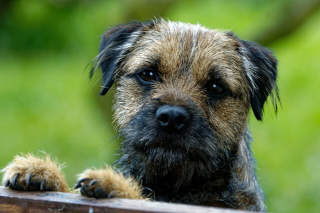 Border Terrier Breeders: Top 6 Breeders In USA And Canada