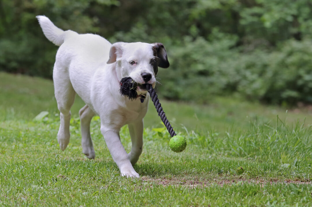 Labrador Mixes: A Guide To 26 Different Lab Mix Breeds
