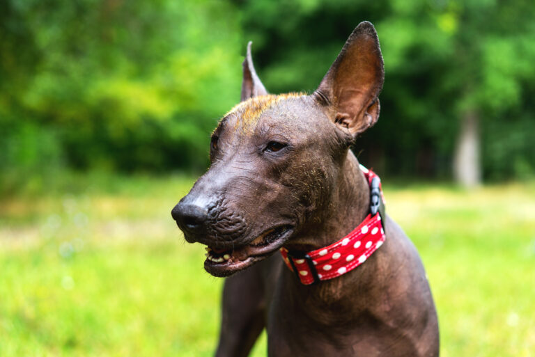 4 Xoloitzcuintli Breeders: Find The Best Unique Pet