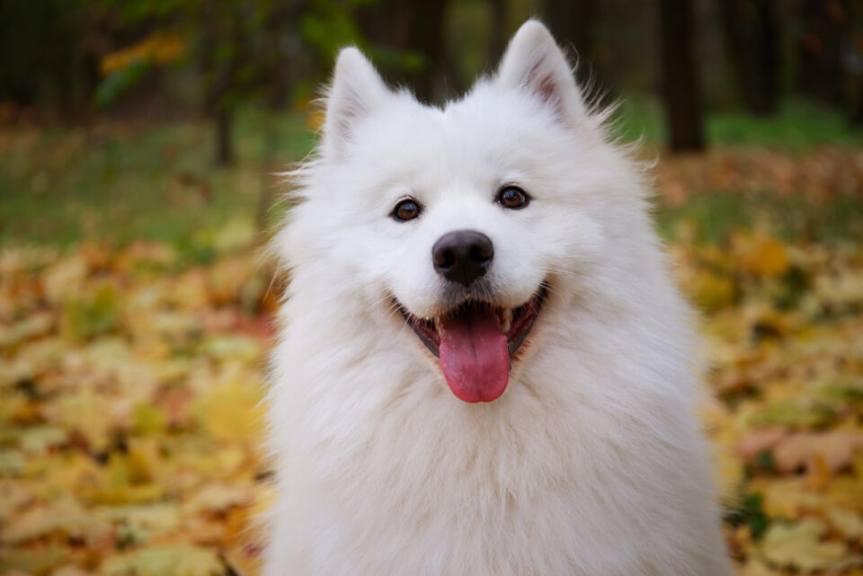 Top 8 Samoyed Breeders In Ontario: Choose Your Sammy