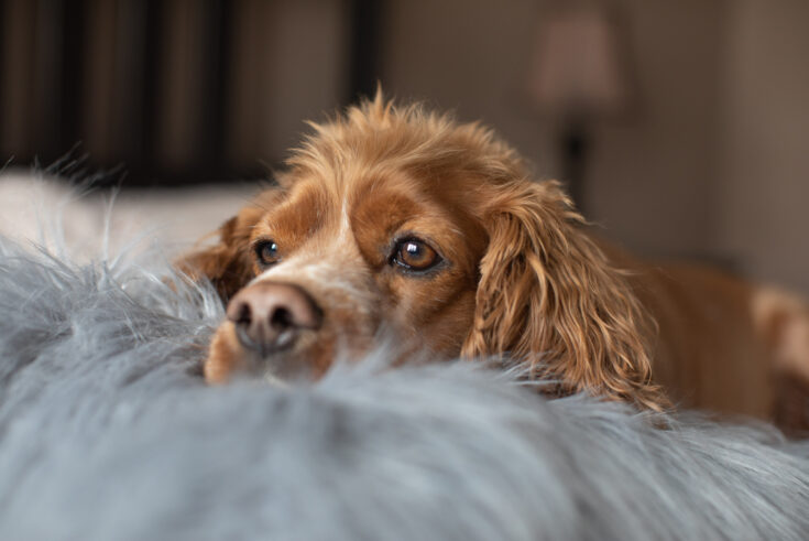 Dog Suddenly Scared Of Something In House: 9 Common Reasons