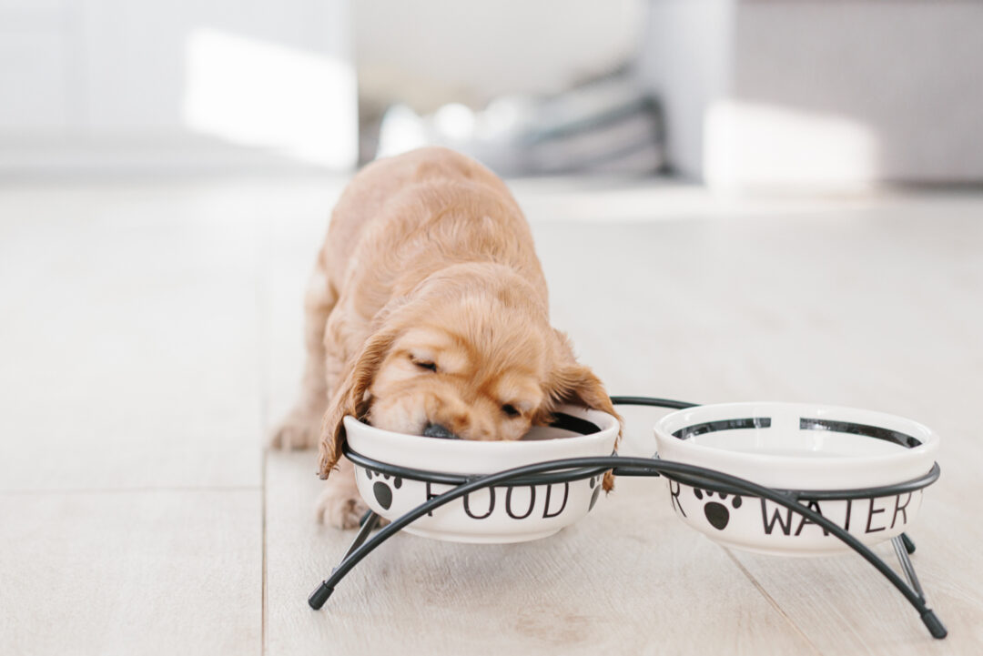 Cocker Spaniel Feeding Chart: A Guide To Cocker's Nutrition