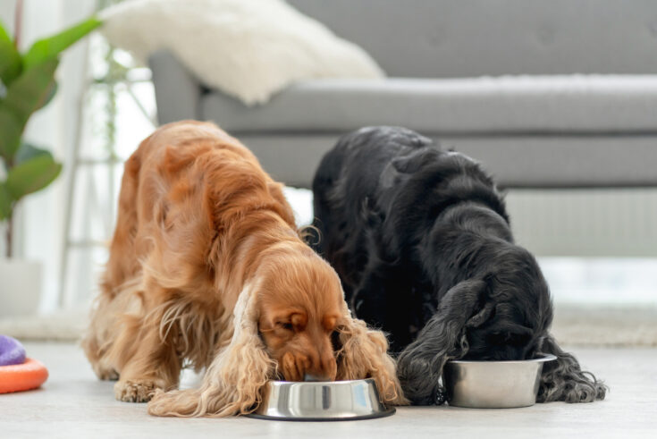 Cocker Spaniel Feeding Chart: A Guide To Cocker's Nutrition
