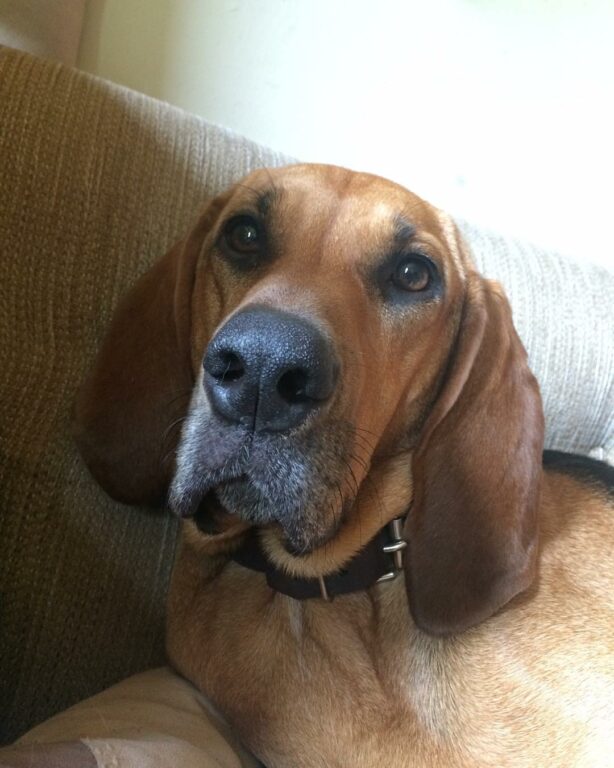 Top 8 Adorable Bloodhound Mixes: Choose Your Bloodhound Mixed Breed