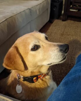 Labrador Mixes: A Guide To 26 Different Lab Mix Breeds