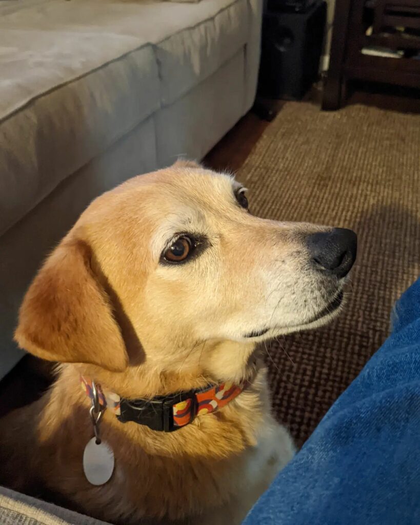 Labrador Mixes: A Guide To 26 Different Lab Mix Breeds