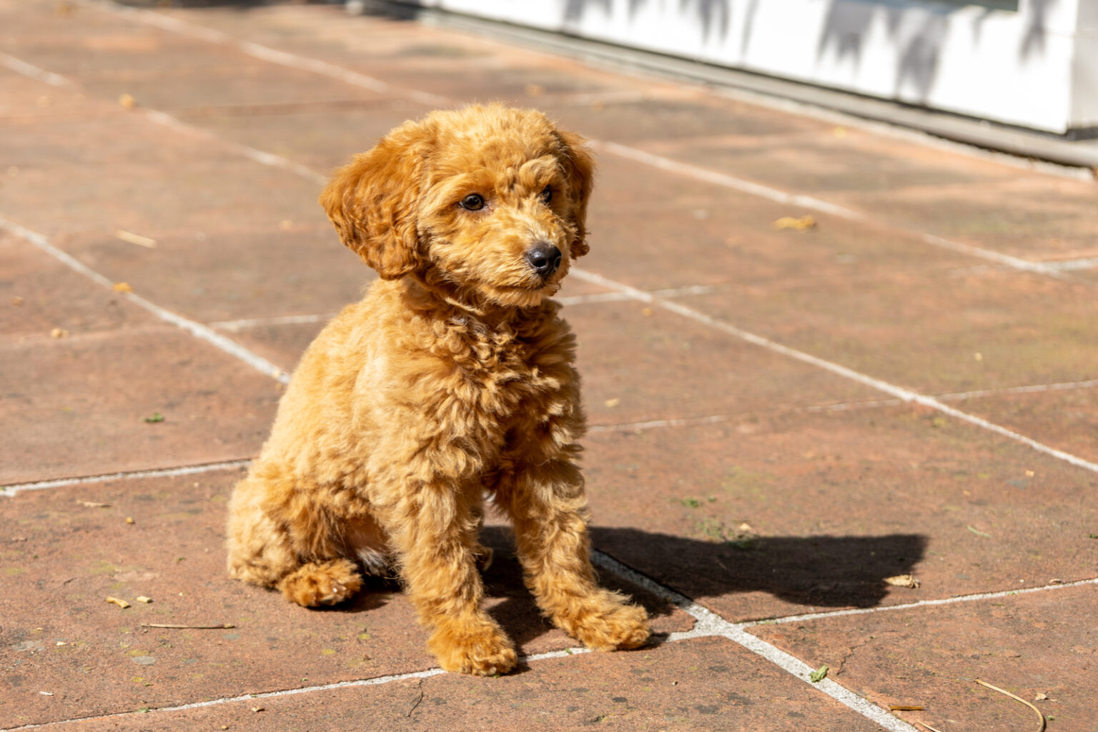 8 Best Miniature Poodle Breeders In Ontario