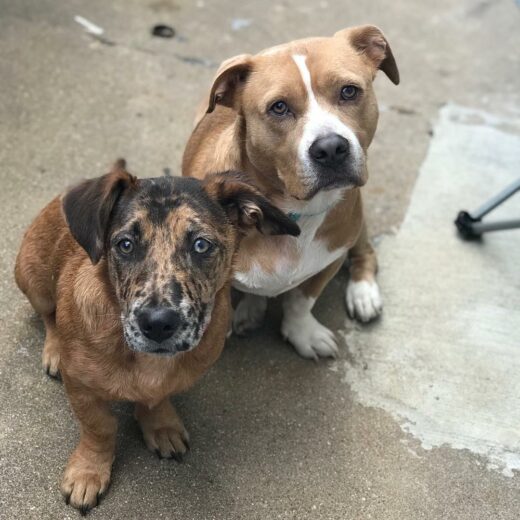 23 Australian Shepherd Mixes: Meet Cute Aussie Dog Breeds