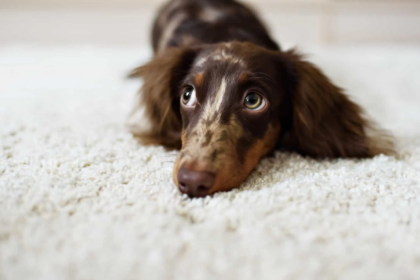 15 Reliable Dachshund Breeders In Georgia
