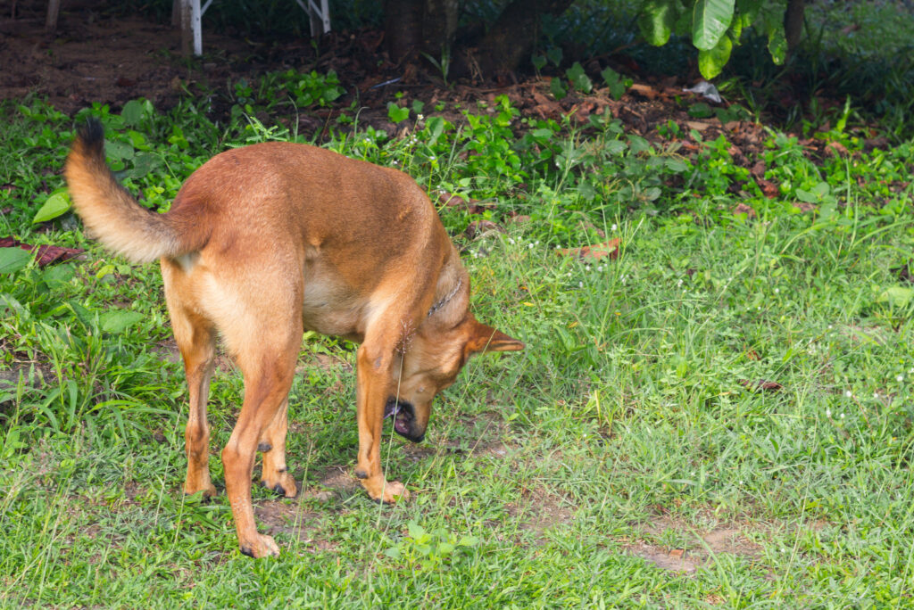 Dog Dry Heaving: 10 Possible Causes And How You Can Help
