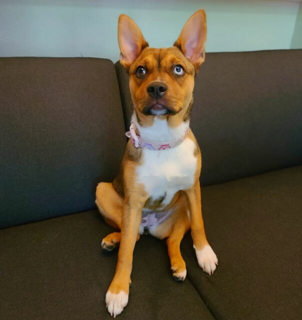 French Bulldog Mixes: A Guide To 32 Adorable Crossbreeds